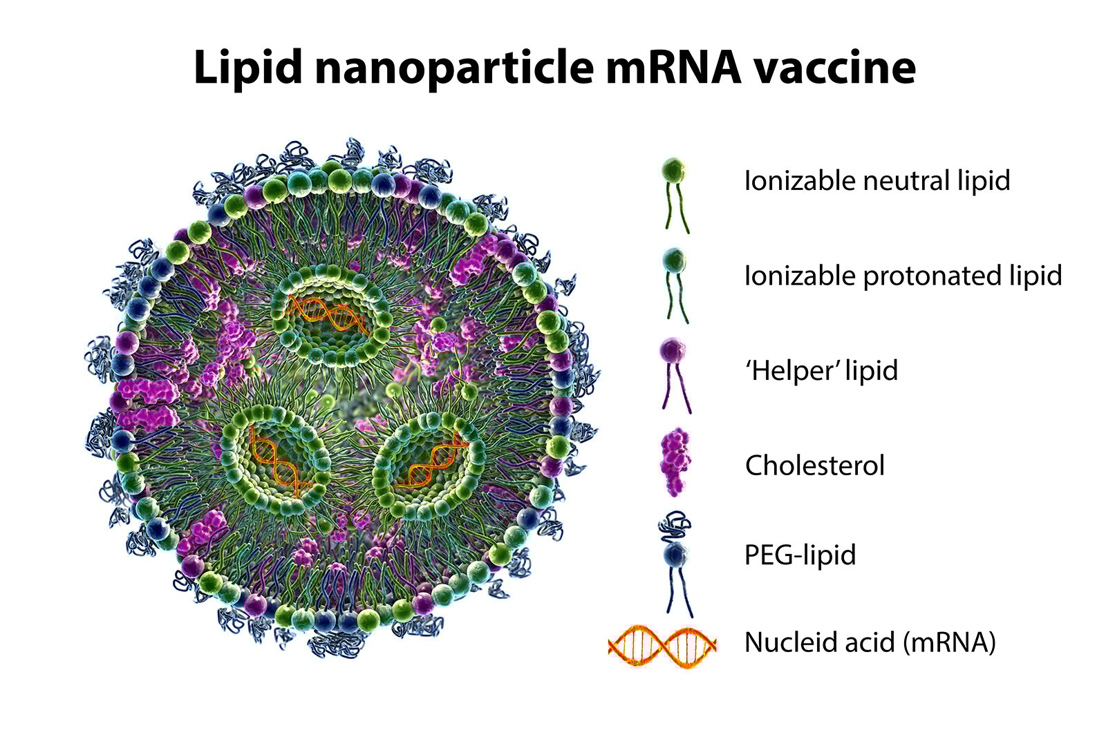 Research on Lipid nanoparticles and biointerface processes using Surface analytical tools